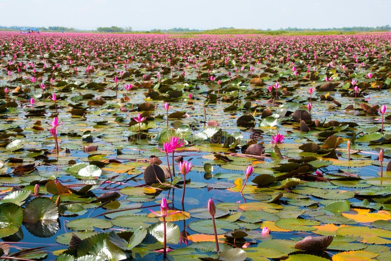 Lotus field stock photo. Image of natural, landscape - 47713074