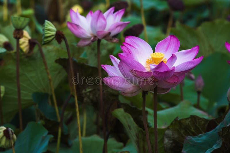 Lotus in the field stock photo. Image of forest, beauty - 117123132