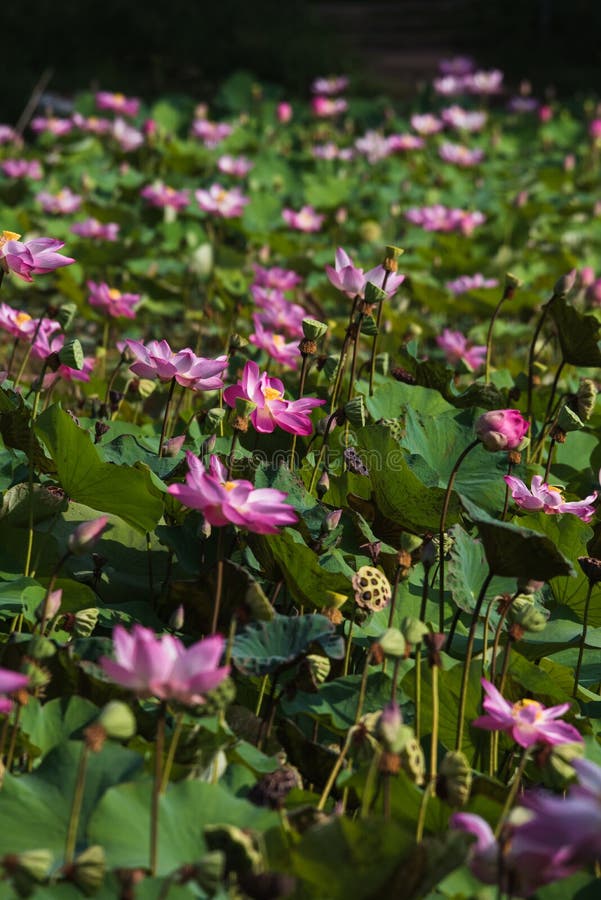 Lotus in the field stock image. Image of morning, clear - 117123589