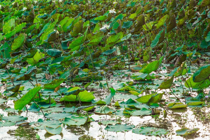 Lotus fields by the river stock image. Image of bloom - 205012259