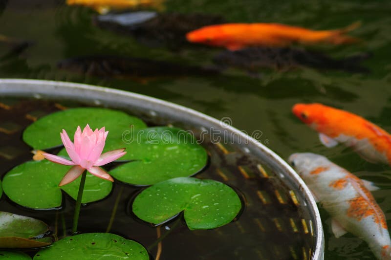 Lotus in fish pond stock image. Image of lily, swim, gold - 31570159