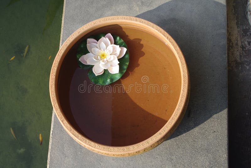 Lotus Floating in Water Clay Pot at Spa Stock Image - Image of beauty ...