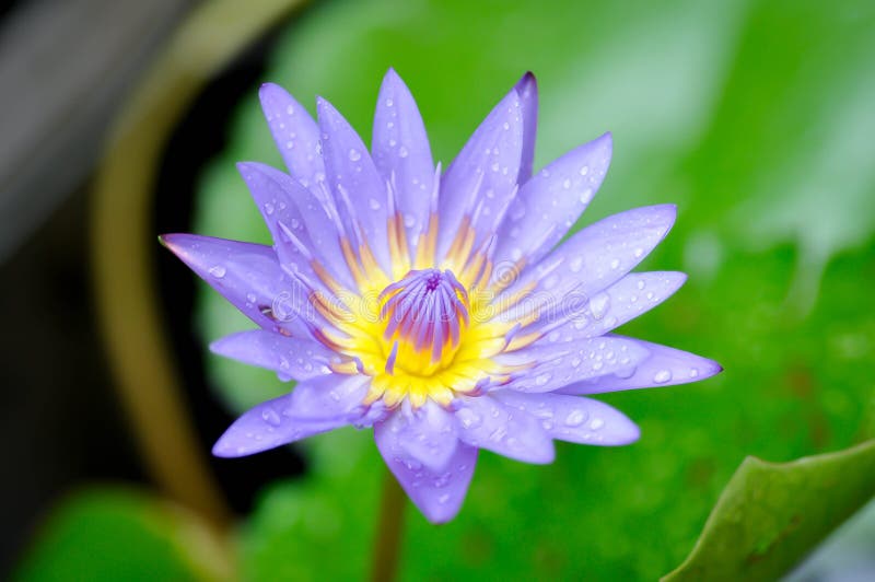 Lotus or Florescent Purple Lotus Stock Image - Image of color, lotus ...