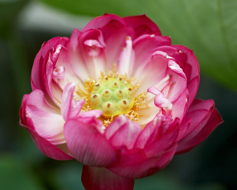 Lotus flower stock image. Image of religious, soft, lotus - 10644043