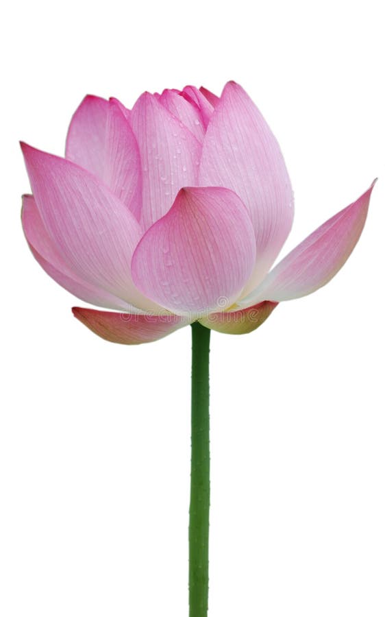 Isolated lotus flower stock image. Image of bloom, tropic - 14752313