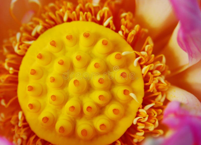 Lotus Flower stock image. Image of detail, closeup, yllow - 13655373