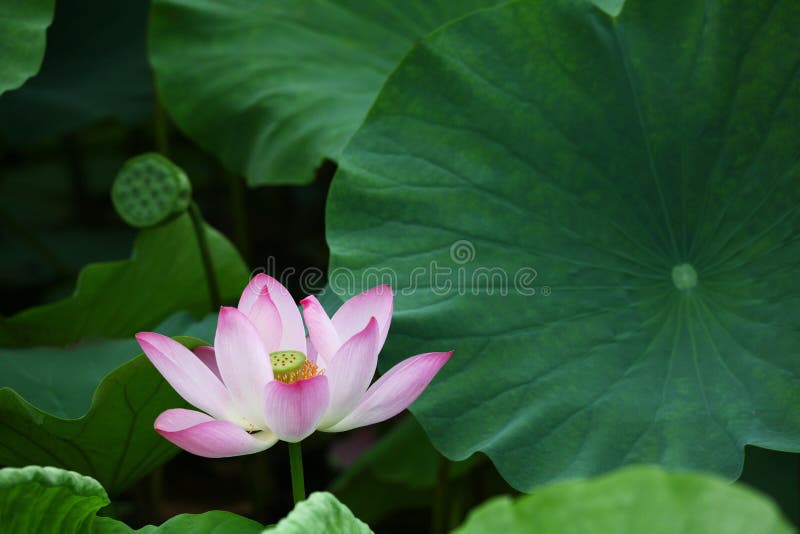 Lotus flower stock image. Image of lily, greenhouse, petal - 15158377