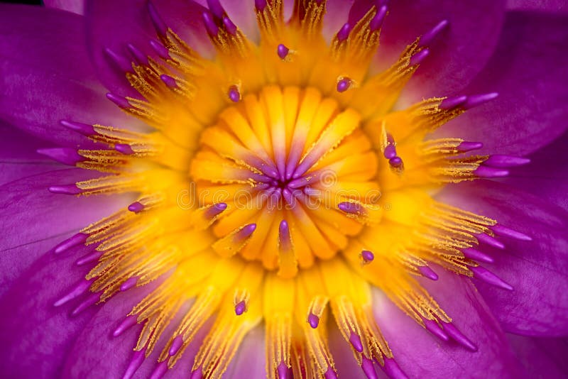 Purple Concentric Flower Center. Mandala Kaleidoscopic Design Stock ...