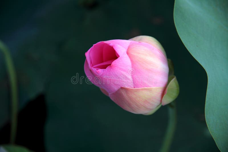 Lotus flower stock image. Image of blossom, flower, nature - 19971125