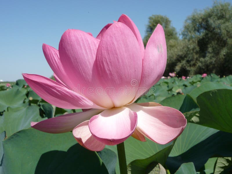 Lotus flower stock photo. Image of postcard, plank, rarity - 20954082