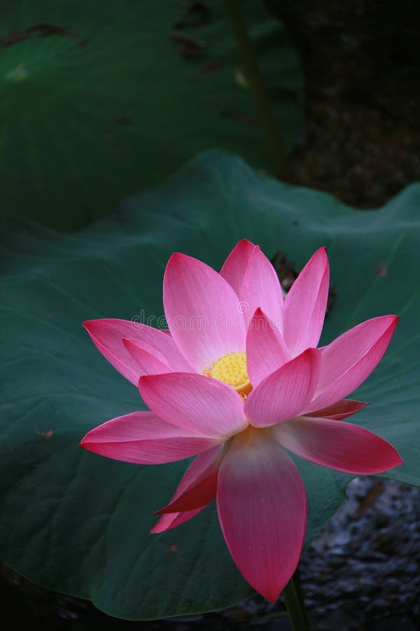 29+ Lotus flower root Free Stock Photos - StockFreeImages
