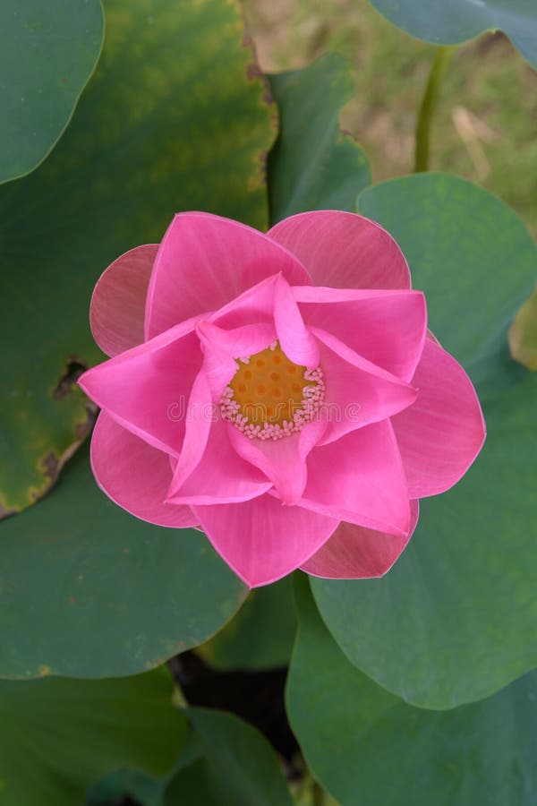 Lotus flower stock image. Image of water, closeup, color - 290615751