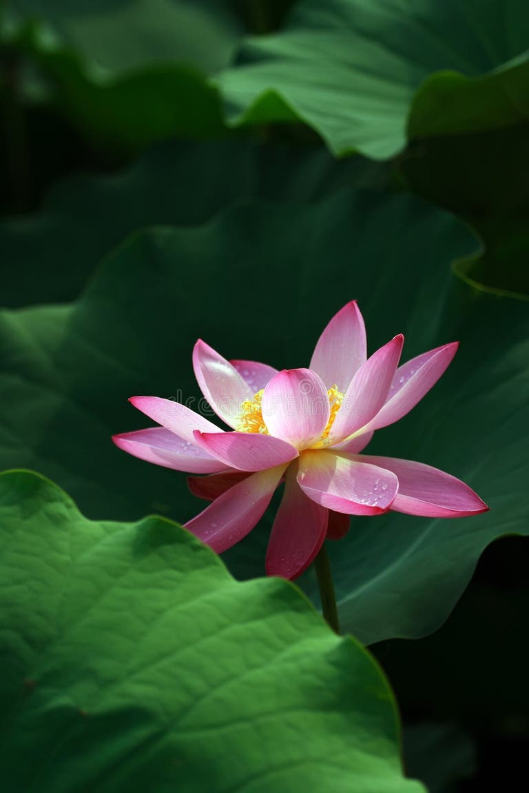 3,290 Full Bloom Pink Lotus Flower Stock Photos - Free & Royalty-Free ...