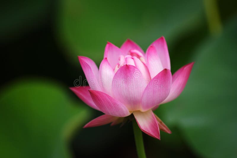 Lotus flower (7) stock photo. Image of flower, bloom, shot - 3245652