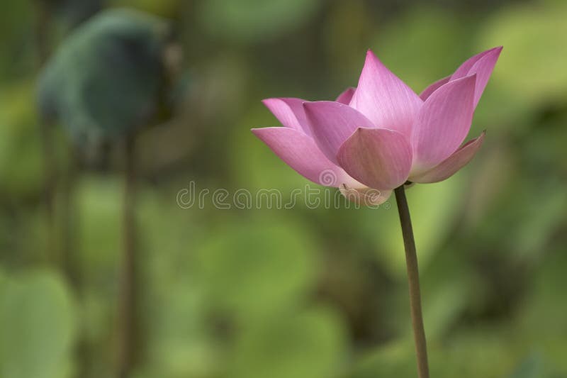 Lotus Flower Stock Image Image Of Marsh Summer Bali Flower 72789