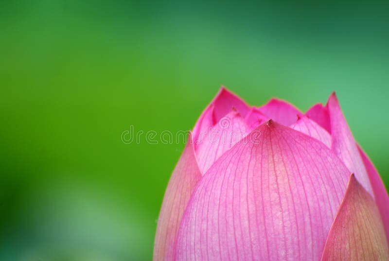 Lotus Flower Stock Image Image Of Marsh Summer Bali Flower 72789