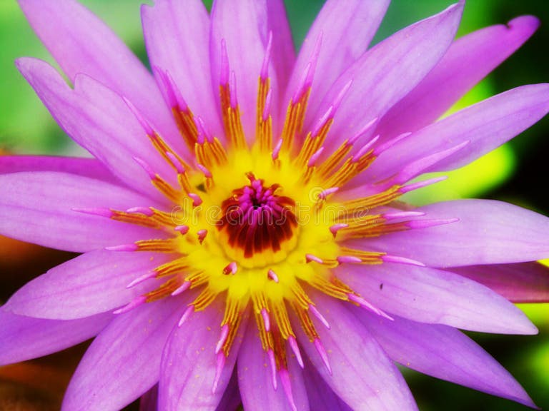 798 Pink Lotus Flower Center Stock Photos - Free & Royalty-Free Stock ...