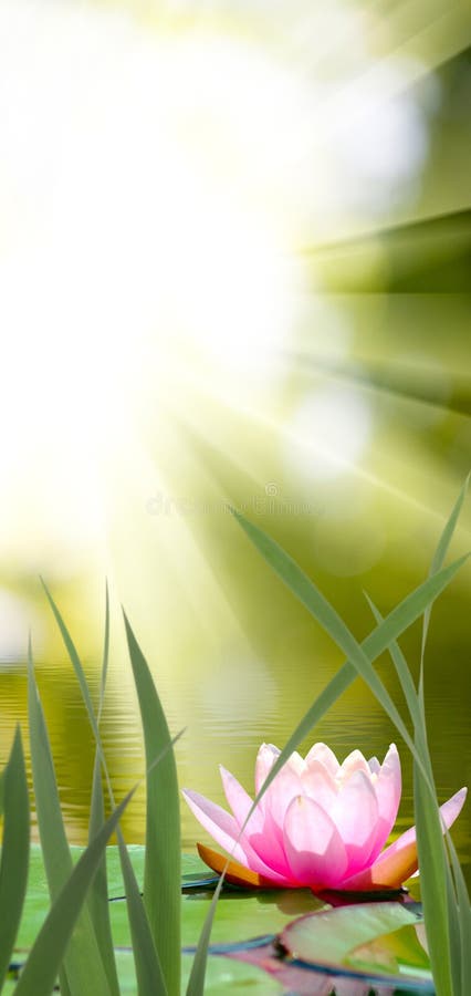 Lotus Flower Against the Sun Stock Photo - Image of garden, cane: 54729614