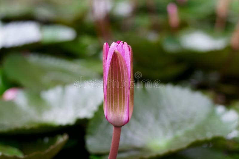 Lotus Flower , Andhra Pradesh ,india Stock Image - Image of flower ...