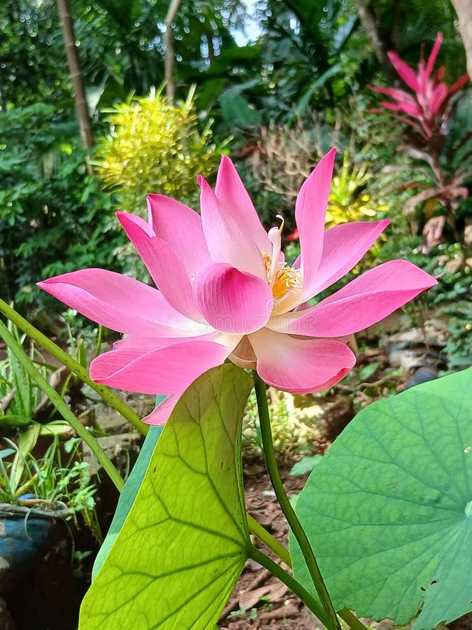 Lotus Flower Aquatic Nucifera Aquatic Indian Lotus Stock Image - Image ...