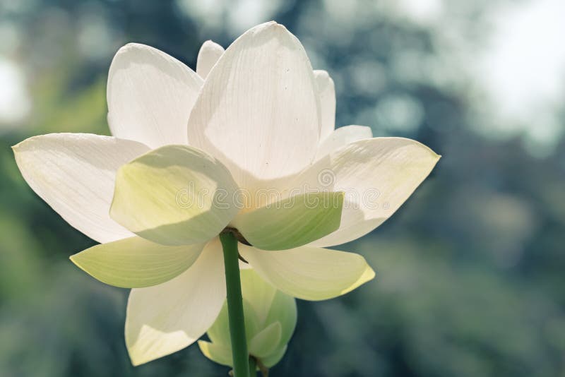 Lotus Flower stock image. Image of backlit, white, garden - 106979949