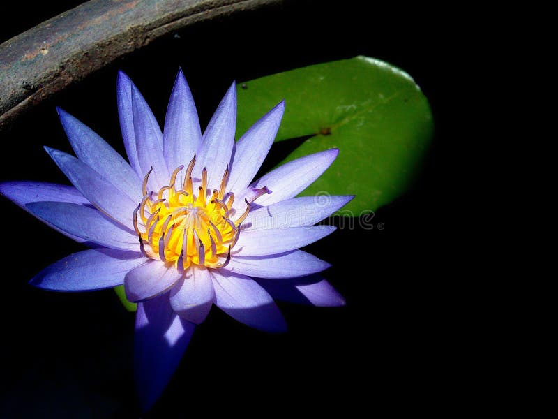 Lotus Flower Background Texture Stock Photo - Image of tropical, summer ...