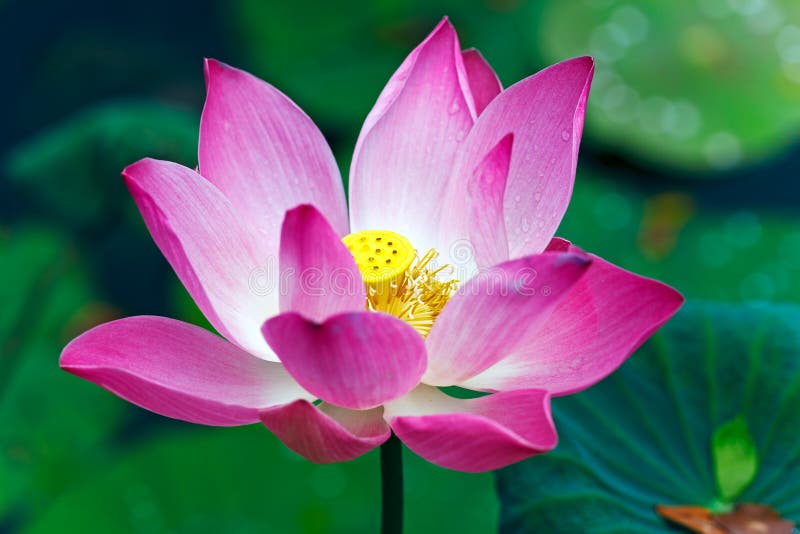 Lotus Flower, Bali, Indonesia Stock Image - Image of lotus, bali: 59035833