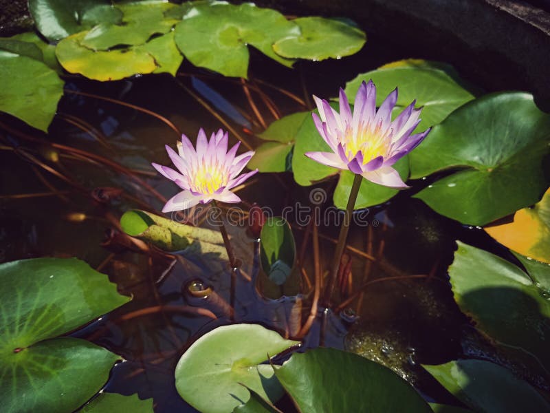 Lotus Bath, Polonnaruwa, Sri Lanka Stock Image - Image of great, circle ...