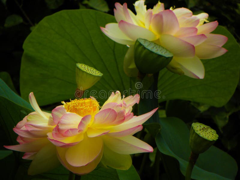 Lotus Flower stock image. Image of leaf, colored, blossom - 80360277