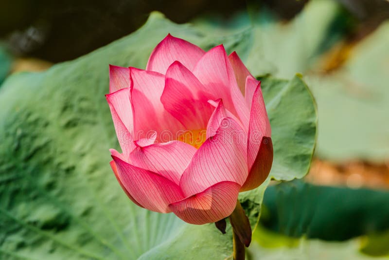 Lotus flower stock photo. Image of lotus, spring, nature - 71361876