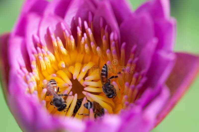 Lotus flower and bee stock photo. Image of macro, beautiful - 183239736