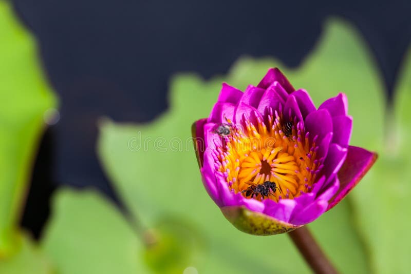Lotus flower and bee stock image. Image of flora, insect - 183240133