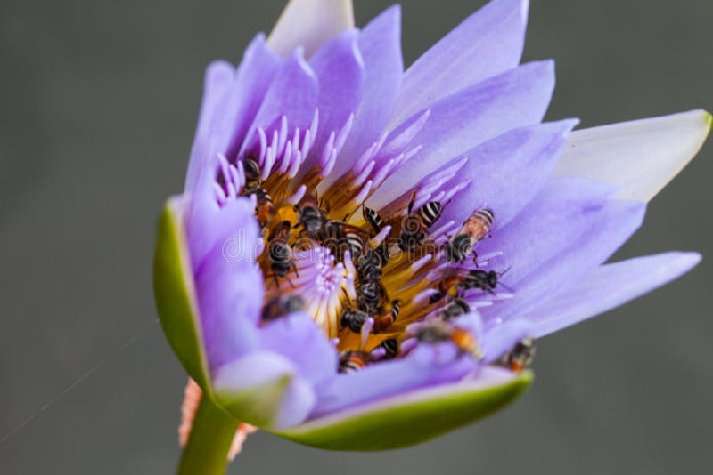 Lotus flower and bee stock image. Image of green, nature - 183240239