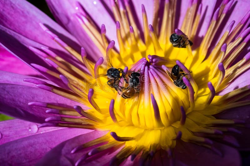Lotus Flower and bee stock photo. Image of reflection - 193512968