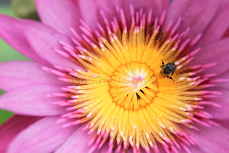 Lotus Flower, Bee in Lotus at Pond Stock Photo - Image of botanical ...