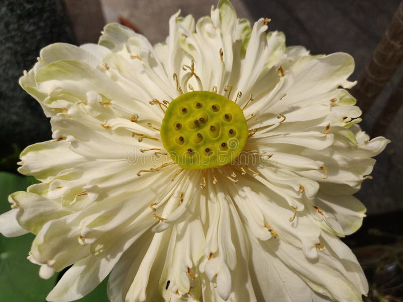 Lotus flower stock image. Image of blossom, flora, green - 151089907