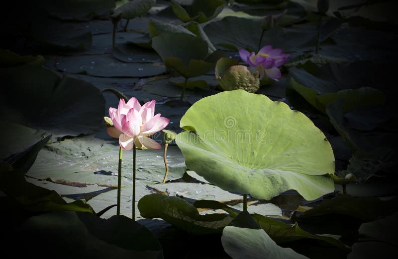 Lotus flower - RAW format stock photo. Image of green - 43961628
