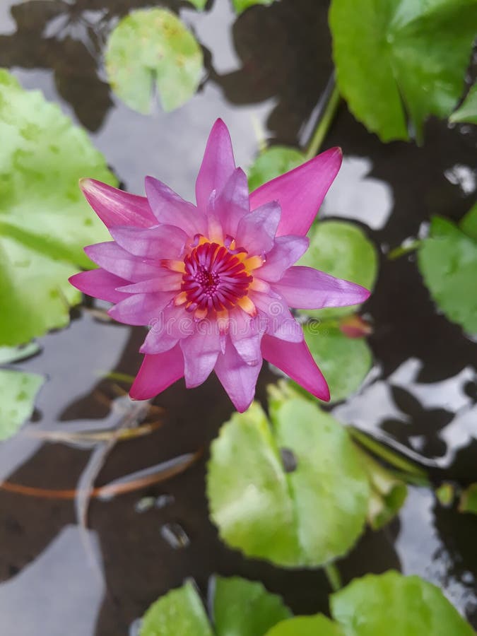 Lotus Flower Bloom stock photo. Image of gardens, plant - 263144766