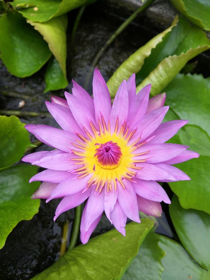Lotus flower bloom stock photo. Image of lotus, flowers - 135691186