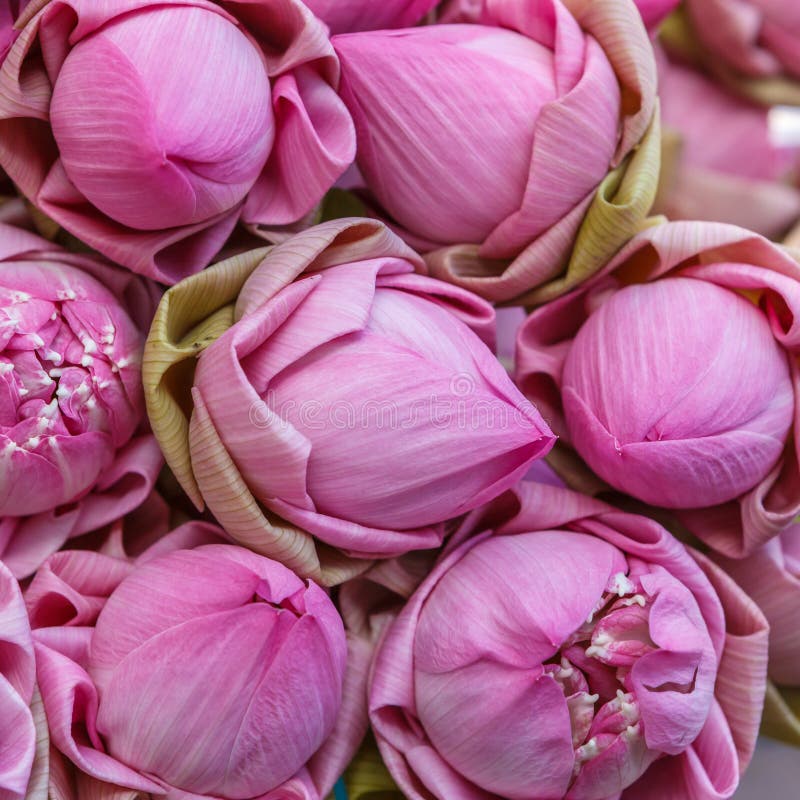 Lotus flower bloom stock photo. Image of petal, tropical - 47453416