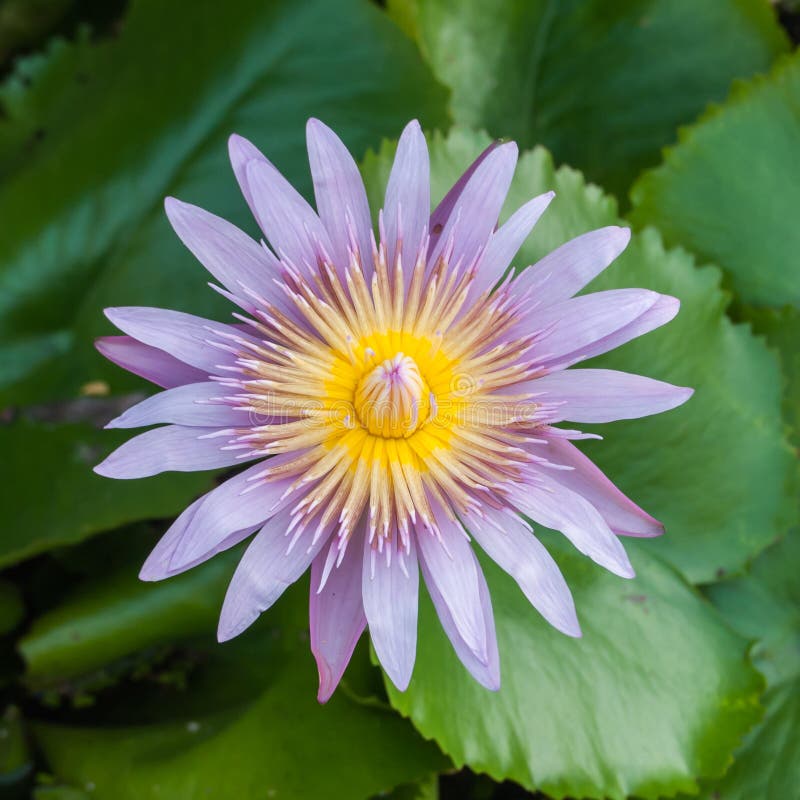 Lotus flower bloom stock image. Image of natural, plant - 61296313
