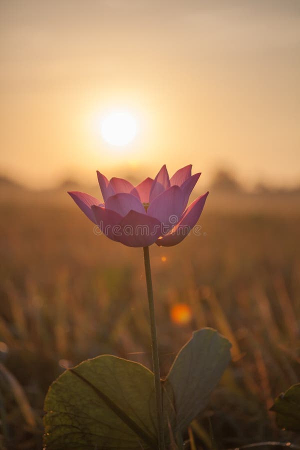 Lotus Flower in Bloom with the Sun Behind Stock Image - Image of tree ...
