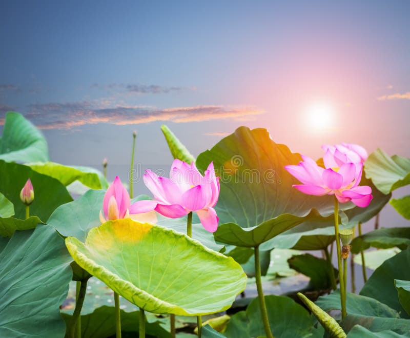 Lotus flower in sunset stock photo. Image of flower, outdoor - 28780272