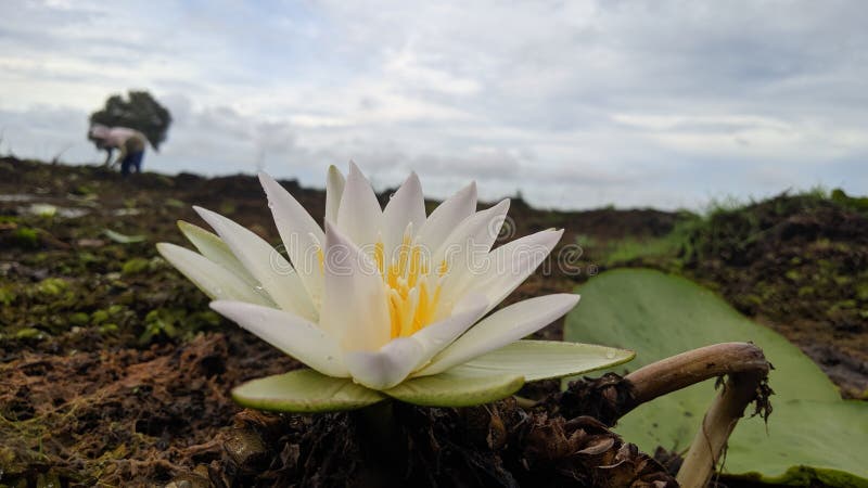 The Lotus Flower that Blooms Looks Beautiful Stock Image - Image of ...