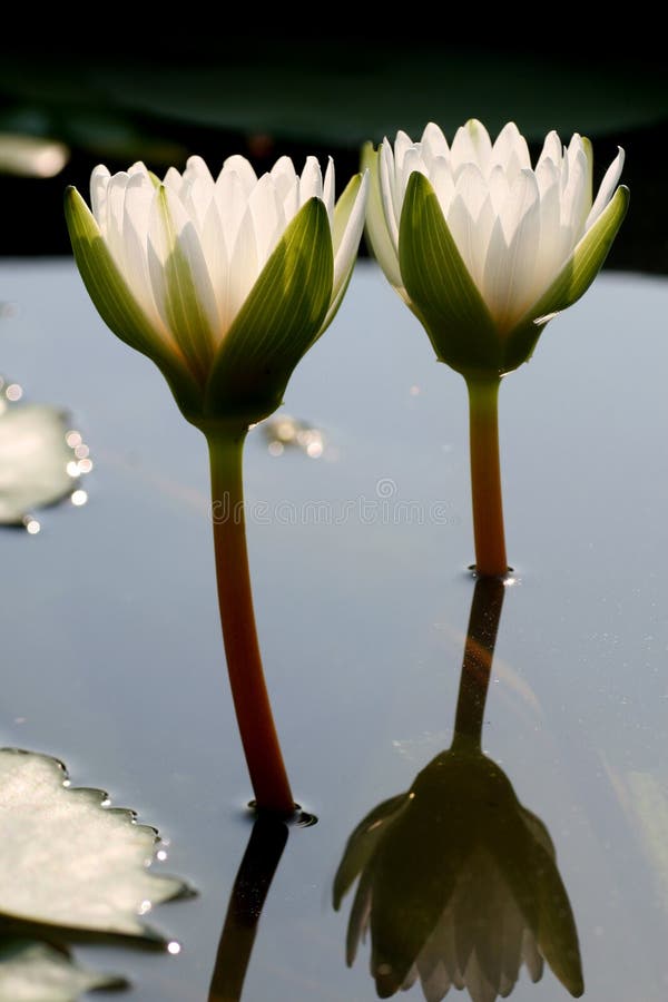 Lotus flower blossom stock image. Image of meditating - 15210837