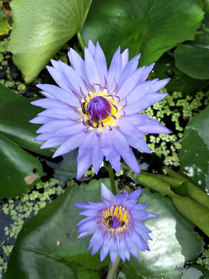 Lotus flower stock photo. Image of beautiful, lotus, beauty - 94946370