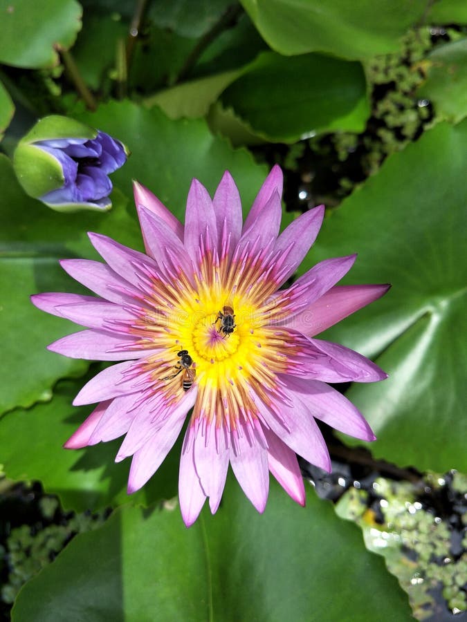 Lotus flower stock image. Image of plant, bloom, natural - 94949265