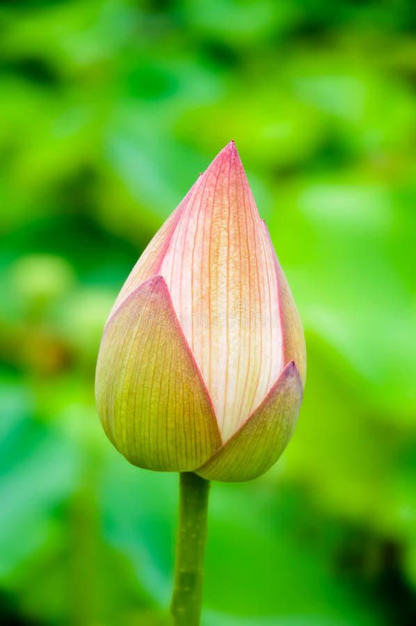 Lotus Flower in Full Bloom in the Drizzle Stock Photo - Image of ...