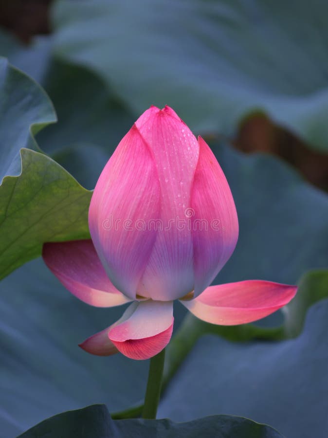 The lotus flower buds stock photo. Image of flora, ornamental - 31157696