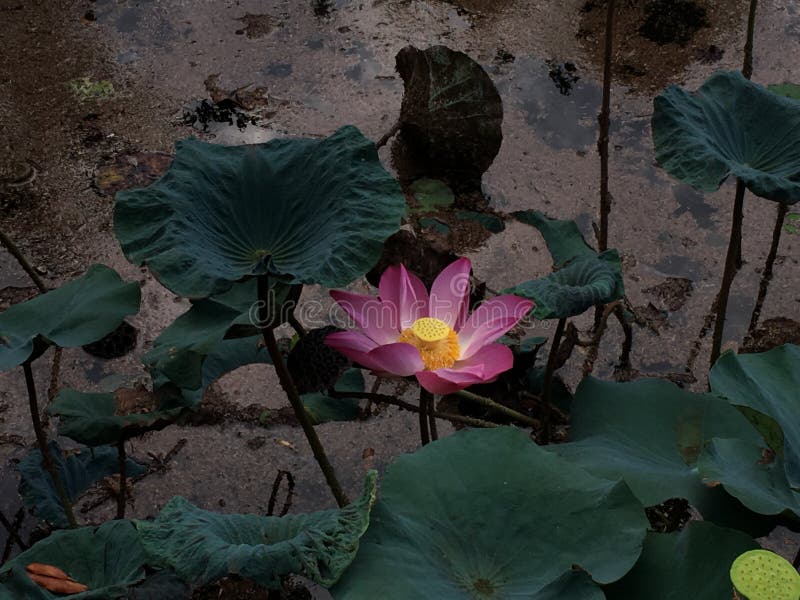 Lotus Flower stock photo. Image of serindit, melaka - 150623656